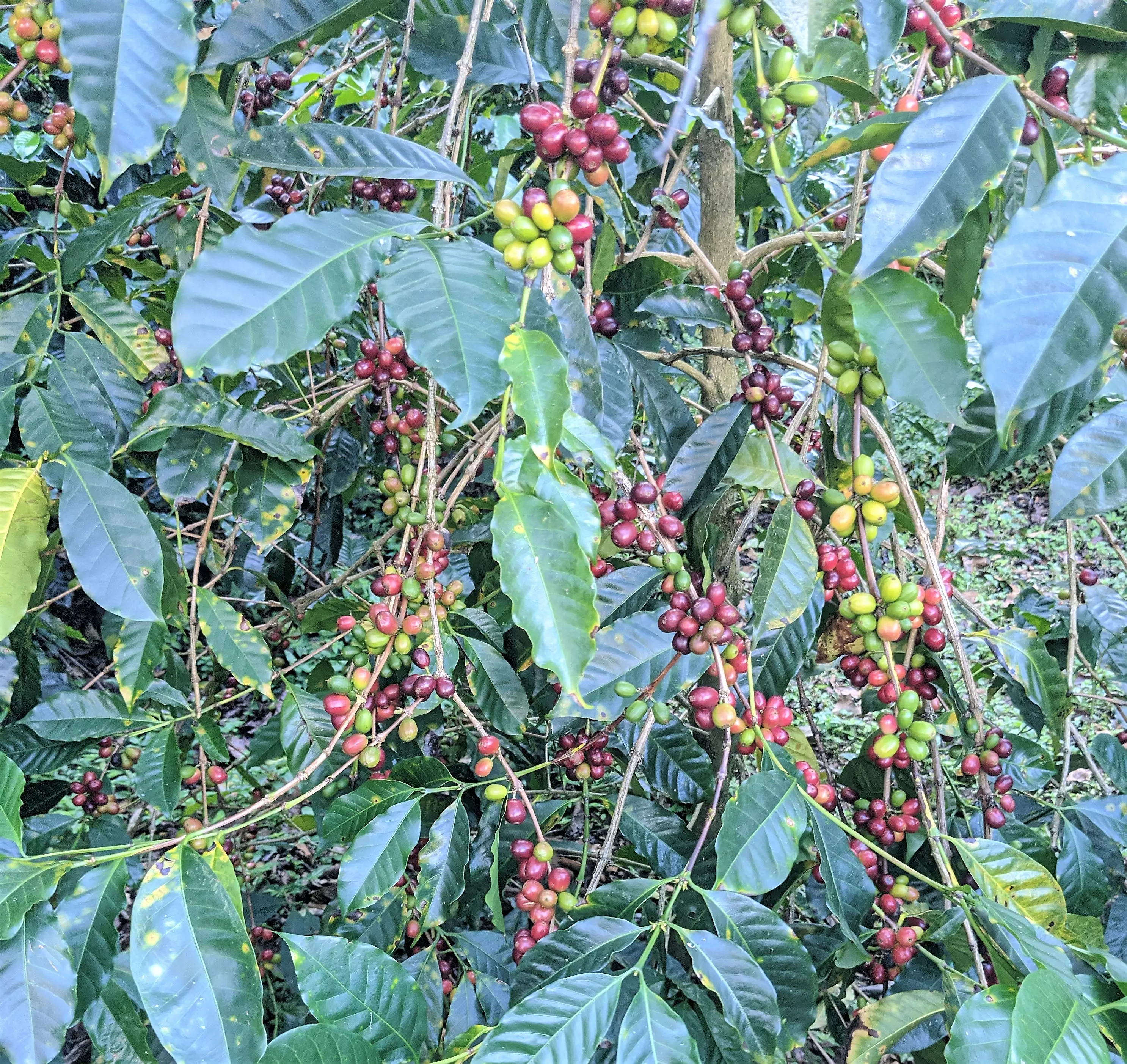 Voyager profondément au Panama pour essayer un grain de café à 1 000 $ 1164_3