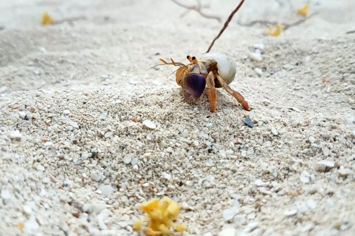 Kiamat Iklim Membuat Kepiting Pertapa Sangat, Sangat Terangsang