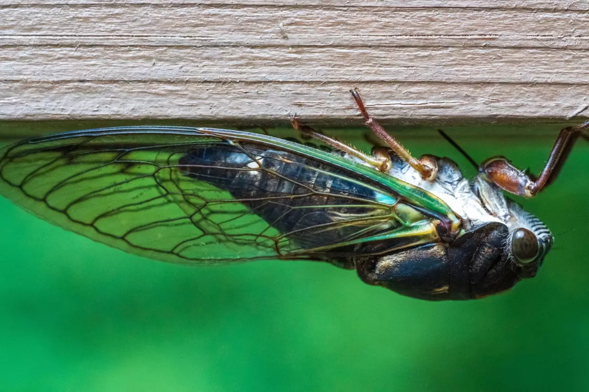 foto dị nso nke cicada gbadoro ụkwụ na-arapara n'osisi