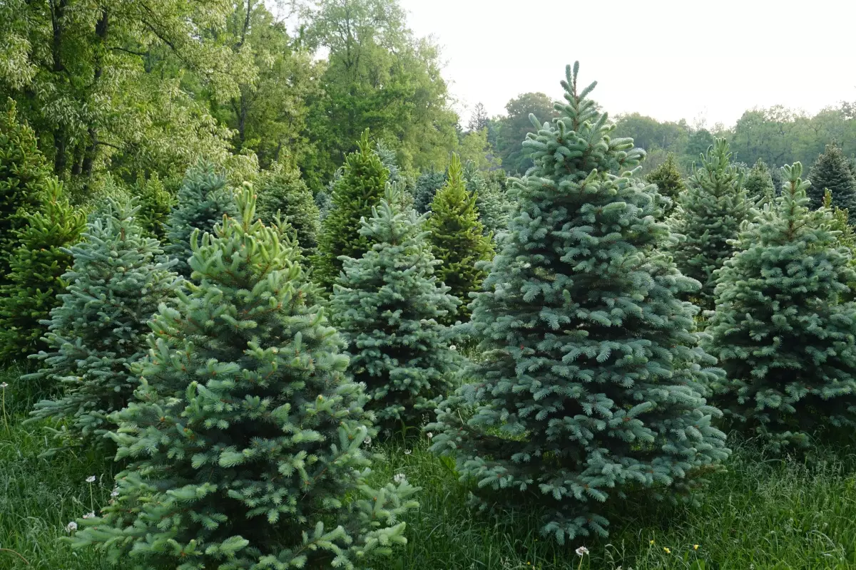 Você pode alugar uma árvore de Natal (real) para ajudar o meio ambiente