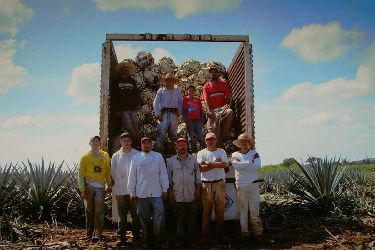 Agáve jimadores jsou farmáři, kteří sklízejí rostlinu tequily. Dlouhonosí netopýři opylovali tequilu agáve po staletí