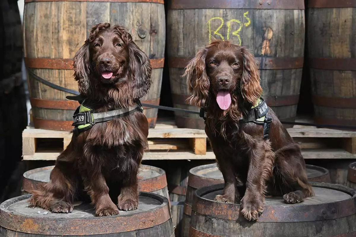 Bran y Rocco, dos perros detectores utilizados por un fabricante de whisky en Escocia