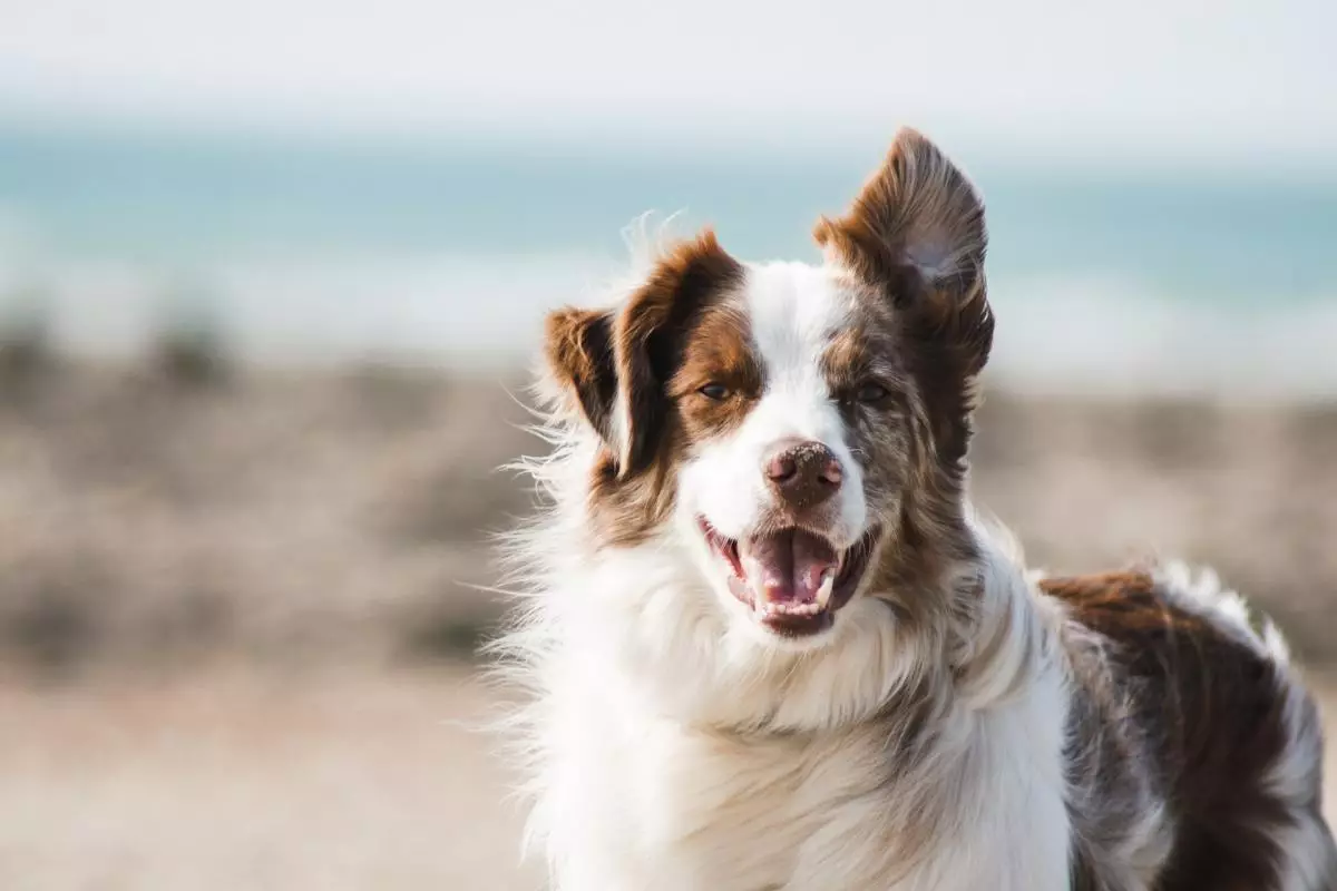 Un perro que se siente feliz