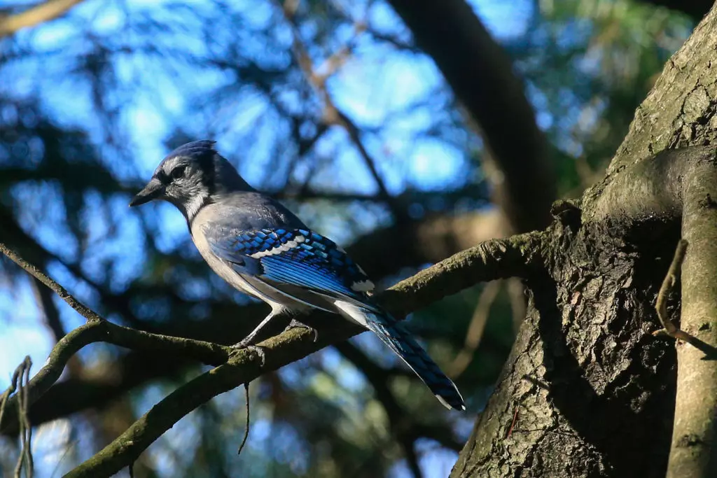 Nag-udyok ang Twitter ng Birding Turf War sa NYC