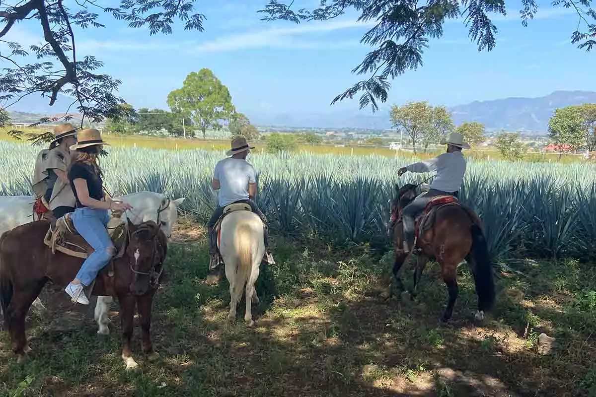 jeźdźcy na koniach na polu agawy poza Tequila