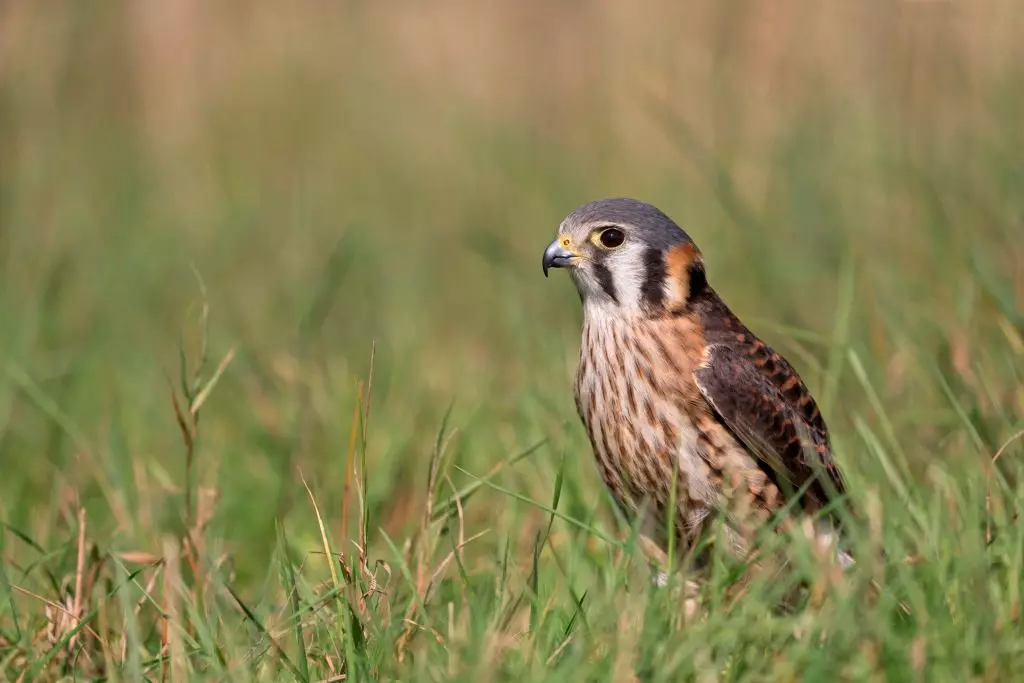 Poštolka americká (Falco sparverius) dospělá žena stojící na trávě, kontrolovaný subjekt