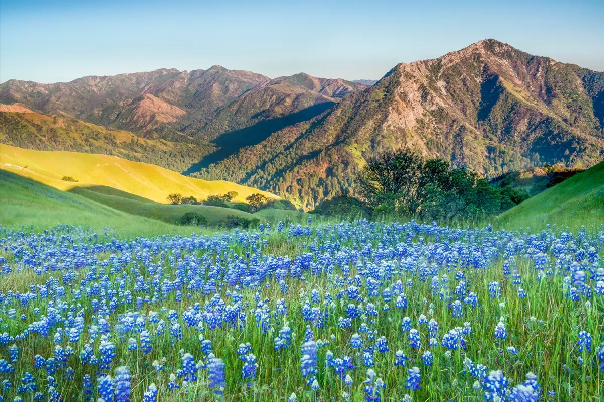 Lupinblomster på det tidligere Adler Ranch-sted i Big Sur