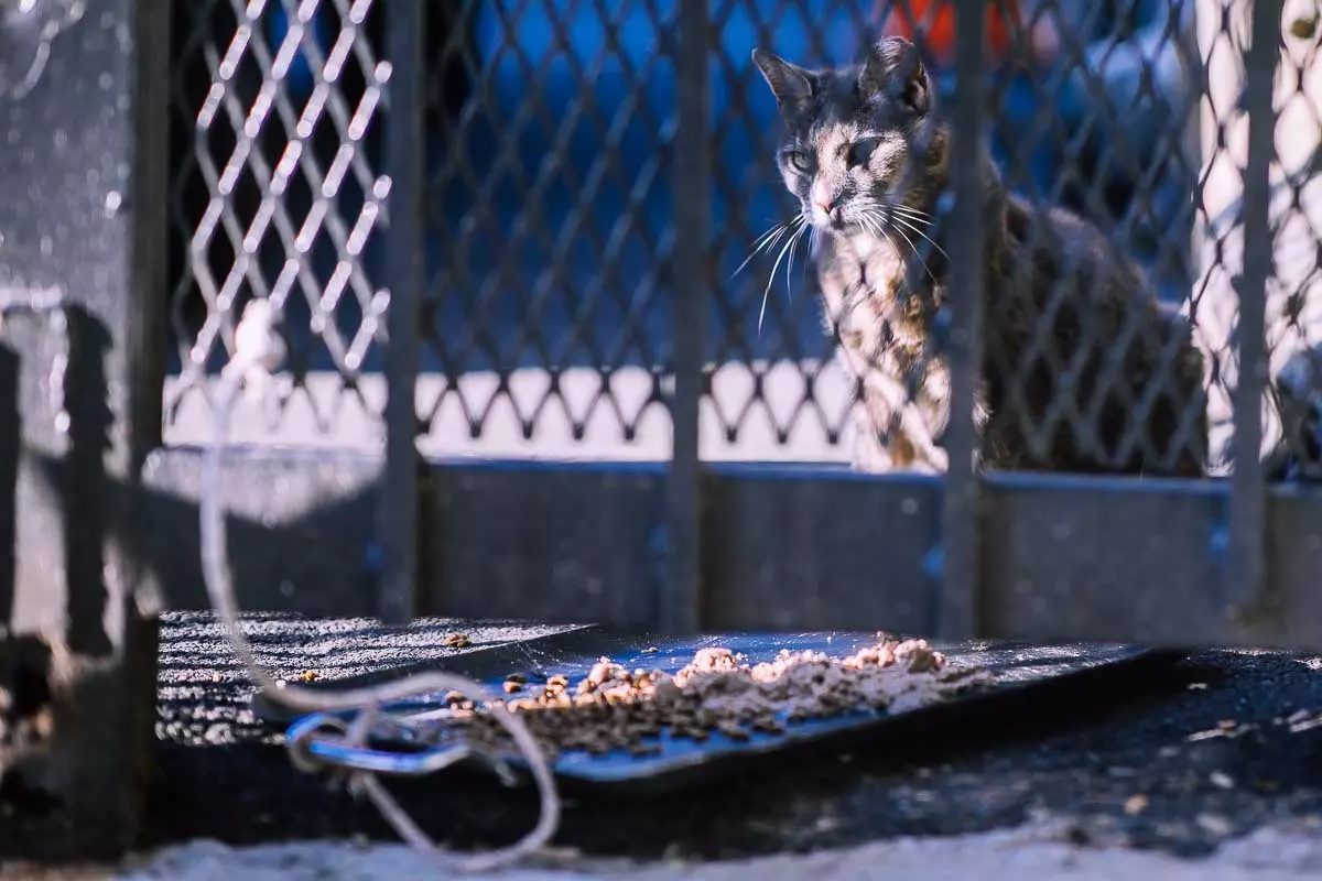 کیا فیرل بلیوں کی فوج نیو یارک سٹی کے چوہے کا مسئلہ حل کر سکتی ہے؟