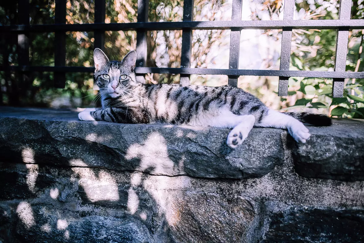 wilde katten rattenprobleem nyc