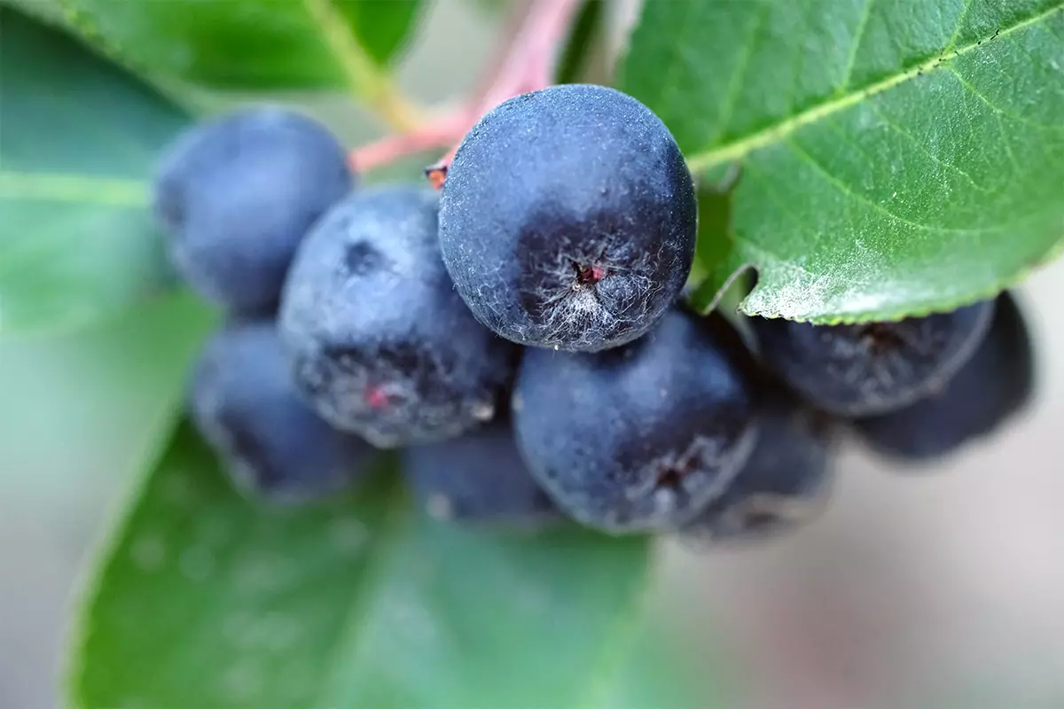 L'Aronia Berry és aquí per desafiar els nabius