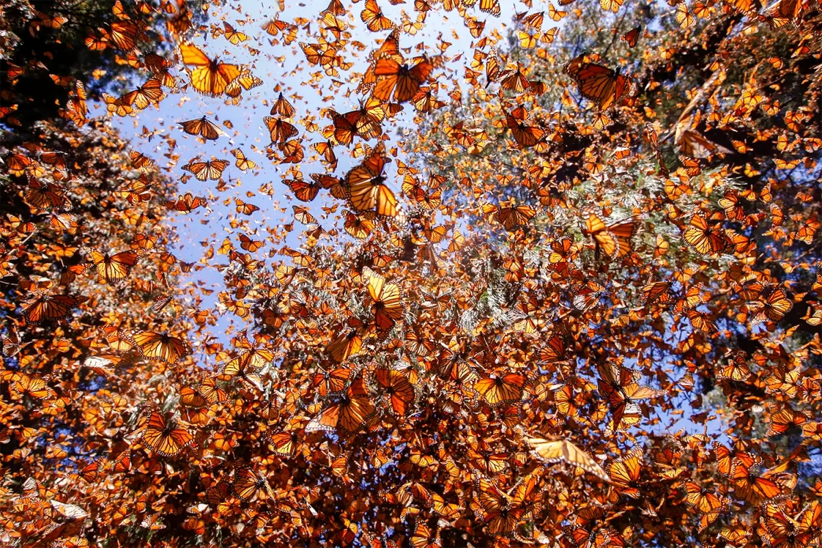 Monarch butterflies sa sanctuary ng El Rosario sa Mexico