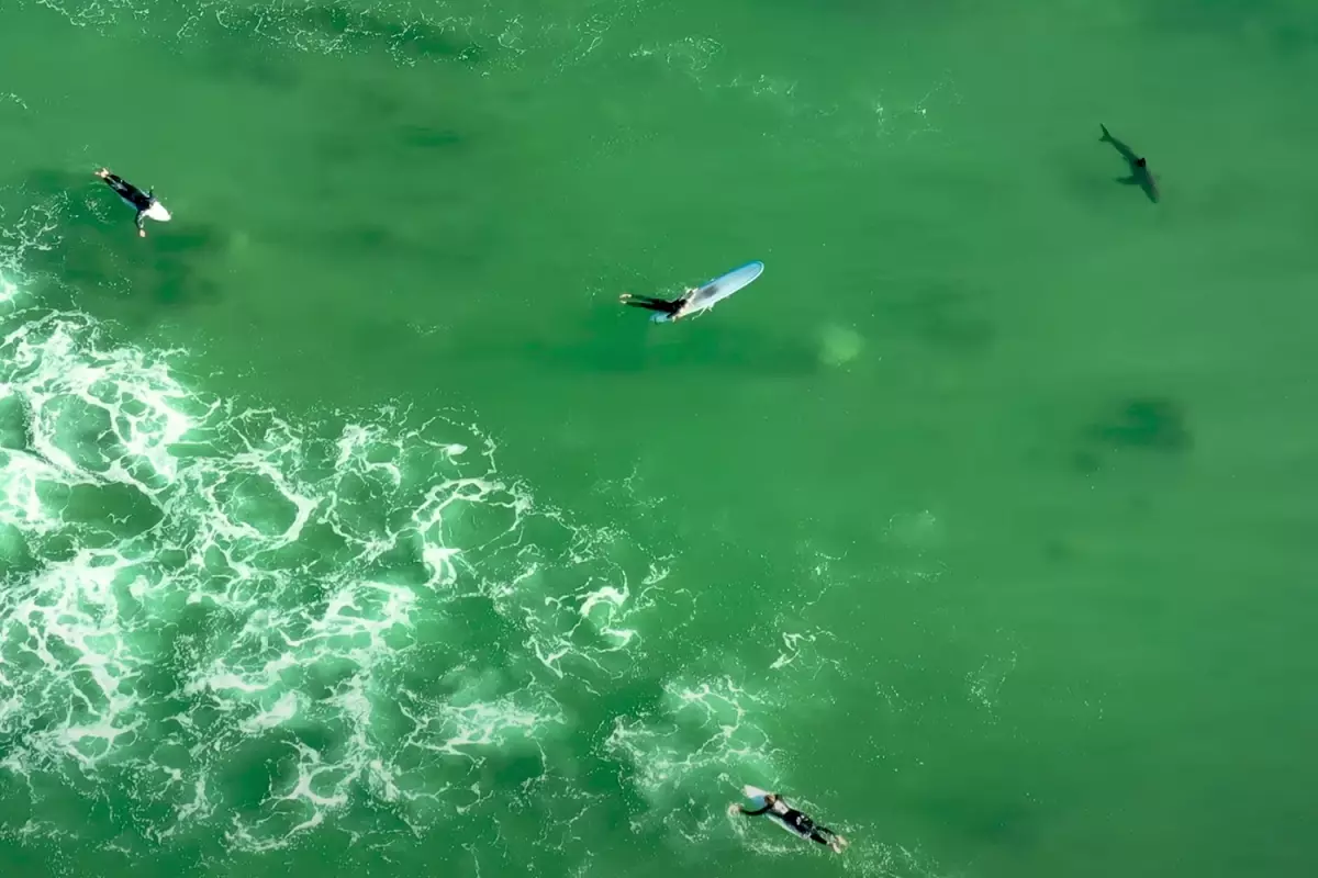 Os drones revelan que os encontros con grandes tiburóns brancos son moi comúns