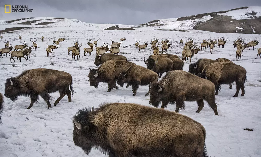 DOZVOLJENA UPOTREBA: Ova se slika može besplatno preuzeti ili dati na drugi način za jednokratnu upotrebu za pokrivanje ili promociju časopisa National Geographic od svibnja 2016. i isključivo u vezi s tim. Nije dopušteno kopiranje, distribucija ili arhiviranje. Podlicenciranje, prodaja ili preprodaja je zabranjena. POTREBNI ZNAČAJ I OPIS: Sve upotrebe slike moraju sadržavati obavijest o autorskim pravima i biti ispravno pripisane relevantnom fotografu, kao što je prikazano u ovim metapodacima, te moraju biti popraćene natpisom koji upućuje na NGM. Svaka upotreba u kojoj se slika pojavljuje bez odgovarajuće obavijesti o autorskim pravima, autorskog zasluga fotografa i natpisa koji upućuje na NGM podliježe plaćenom licenciranju. Obvezni zahtjevi za korištenje: (Napomena: možete odabrati XX slika s markom za online upotrebu i XX slika za ispis/bez robne marke) 1. Uz svaku sliku uključite obvezne fotografije © Ime fotografa/National Geographic 2. Pokažite svibanjsku naslovnicu National Geographica negdje u objavi (zasluge: National Geographic) osim ako ne koristite samo jednu sliku 3. Navedite istaknutu vezu na natgeo.com/yellowstone na vrhu svog djela, ispred fotografija 4. Navedite da su slike iz