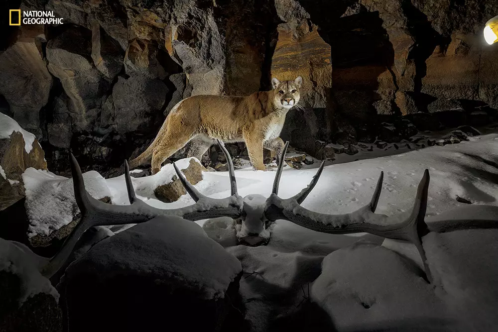 IZININ AMFANI: Ana iya saukar da wannan hoton ko kuma an bayar da shi ba tare da caji ba don amfani na lokaci ɗaya don ɗaukar hoto ko tallata mujallar National Geographic mai kwanan watan Mayu 2016 kuma keɓantacce tare da haɗin gwiwa. Babu kwafi, rarrabawa ko adanawa da aka halatta. An haramta yin lasisi, siyarwa ko sake siyarwa. KYAUTA DA AKE BUKATA: Duk amfanin hoto dole ne su ɗauki sanarwar haƙƙin mallaka kuma a ba su da kyau ga mai ɗaukar hoto mai dacewa, kamar yadda aka nuna a cikin wannan metadata, kuma dole ne a kasance tare da taken magana, wanda ke yin nuni ga NGM. Duk wani amfani da hoton ya bayyana ba tare da ingantaccen sanarwar haƙƙin mallaka ba, ƙimar mai daukar hoto da taken magana NGM suna ƙarƙashin lasisin biya. Abubuwan buƙatun amfani na wajibi: Abubuwan buƙatun amfani na wajibi: (Don Allah a lura: zaku iya zaɓar hotuna masu alamar XX don amfani da kan layi da hotuna XX don bugu/marasa alama) (ba laifi a bar na XX yawanci zai zama 5 akan layi da 3 don bugawa, amma wannan. Ba a kafa batun ba kamar yadda muka saba tun da dukan batun ya keɓe ga jigo ɗaya) (Anna za ta haɗa wannan yaren a cikin rubutun a cikin imel ɗin da ta aika kuma za ta cika na XX sannan) kowane hoto ©Sunan mai daukar hoto/National Geographic2. Nuna murfin watan Mayu na National Geographic wani wuri a cikin gidan (kiredit: National Geographic) sai dai idan an yi amfani da hoto ɗaya kawai3. Samar da fitacciyar hanyar haɗi zuwa: (Anna za ta ba ku hanyar haɗi) a saman ɓangaren ku, gaba da hotuna4. Ambaci cewa hotunan daga