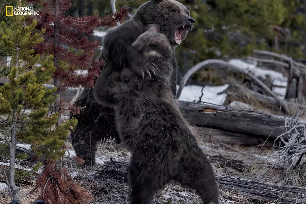 DOZVOLJENA UPOTREBA: Ova se slika može besplatno preuzeti ili dati na drugi način za jednokratnu upotrebu za pokrivanje ili promociju časopisa National Geographic od svibnja 2016. i isključivo u vezi s tim. Nije dopušteno kopiranje, distribucija ili arhiviranje. Podlicenciranje, prodaja ili preprodaja je zabranjena. POTREBNI ZNAČAJ I OPIS: Sve upotrebe slike moraju sadržavati obavijest o autorskim pravima i biti ispravno pripisane relevantnom fotografu, kao što je prikazano u ovim metapodacima, te moraju biti popraćene natpisom koji upućuje na NGM. Svaka upotreba u kojoj se slika pojavljuje bez odgovarajuće obavijesti o autorskim pravima, autorskog zasluga fotografa i natpisa koji upućuje na NGM podliježe plaćenom licenciranju. Obvezni zahtjevi za korištenje: Obvezni zahtjevi za korištenje: (Napomena: možete odabrati XX robne slike za internetsku upotrebu i XX slike za ispis/bez robne marke) (u redu je ostaviti XX, obično bi to bilo 5 online i 3 za ispis, ali ovo problem se ne postavlja kao obično jer je cijelo izdanje posvećeno jednoj temi) (Anna će uključiti ovaj jezik u tijelo teksta u e-porukama koje šalje i tada će popuniti XX.) svaka slika ©Ime fotografa/National Geographic2. Prikažite svibanjsku naslovnicu National Geographica negdje u postu (zasluge: National Geographic) osim ako koristite samo jednu sliku3. Navedite istaknutu vezu na: (Anna će vam dati vezu) na vrhu svog djela, ispred fotografija4. Spomenite da su slike iz