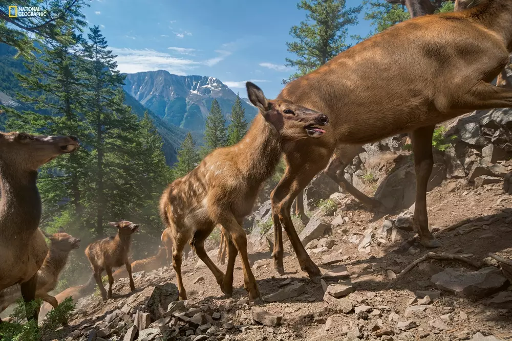 DOZVOLJENA UPOTREBA: Ova se slika može besplatno preuzeti ili dati na drugi način za jednokratnu upotrebu za pokrivanje ili promociju časopisa National Geographic od svibnja 2016. i isključivo u vezi s tim. Nije dopušteno kopiranje, distribucija ili arhiviranje. Podlicenciranje, prodaja ili preprodaja je zabranjena. POTREBNI ZNAČAJ I OPIS: Sve upotrebe slike moraju sadržavati obavijest o autorskim pravima i biti ispravno pripisane relevantnom fotografu, kao što je prikazano u ovim metapodacima, te moraju biti popraćene natpisom koji upućuje na NGM. Svaka upotreba u kojoj se slika pojavljuje bez odgovarajuće obavijesti o autorskim pravima, autorskog zasluga fotografa i natpisa koji upućuje na NGM podliježe plaćenom licenciranju. Obvezni zahtjevi za korištenje: Obvezni zahtjevi za korištenje: (Napomena: možete odabrati XX robne slike za internetsku upotrebu i XX slike za ispis/bez robne marke) (u redu je ostaviti XX, obično bi to bilo 5 online i 3 za ispis, ali ovo problem se ne postavlja kao obično jer je cijelo izdanje posvećeno jednoj temi) (Anna će uključiti ovaj jezik u tijelo teksta u e-porukama koje šalje i tada će popuniti XX.) svaka slika ©Ime fotografa/National Geographic2. Prikažite svibanjsku naslovnicu National Geographica negdje u postu (zasluge: National Geographic) osim ako koristite samo jednu sliku3. Navedite istaknutu vezu na: (Anna će vam dati vezu) na vrhu svog djela, ispred fotografija4. Spomenite da su slike iz