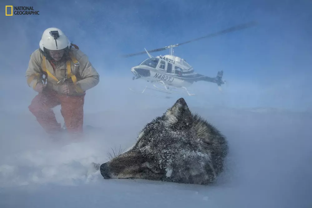 Diidinan ngagunakeun: Gambar ieu tiasa diunduh atanapi disayogikeun tanpa biaya kanggo panggunaan sakali-kali pikeun liputan atanapi promosi majalah National Geographic tanggal Mei 2016 sareng sacara éksklusif digabungkeun sareng éta. Henteu diijinkeun nyalin, distribusi atanapi arsip. Sublisensi, dijual atanapi dijual deui dilarang. KREDIT JEUNG CAPTION DIPERLUKAN: Sadaya gambar anu dianggo kedah nanggung bewara hak cipta sareng leres-leres dikreditkeun ka fotografer anu relevan, sapertos anu dipidangkeun dina metadata ieu, sareng kedah dibarengan ku caption, anu ngarujuk kana NGM. Sagala kagunaan dimana gambar muncul tanpa aya bewara hak cipta anu leres, kiridit fotografer sareng kapsyen ngarujuk NGM tunduk kana lisénsi anu mayar. Sarat pamakean wajib: Sarat pamakean wajib: (Punten dicatet: Anjeun tiasa milih gambar branded XX kanggo panggunaan online sareng gambar XX kanggo citak / henteu bermerek) (teu kunanaon ninggalkeun XX biasana bakal 5 online sareng 3 kanggo citak, tapi ieu masalah teu keur diatur sakumaha ilaharna urang ngalakukeunana saprak sakabeh masalah ieu devoted kana hiji topik) (Anna bakal kaasup basa ieu dina awak téks dina surelek manehna ngirim tur bakal populate nu XX urang lajeng) 1. Kaasup kiridit poto wajib jeung unggal gambar ©Nama Photographer/National Geographic2. Témbongkeun panutup May of National Geographic wae dina pos (kiridit: National Geographic) iwal maké ngan hiji gambar3. Nyayogikeun tautan anu penting pikeun: (Anna bakal masihan anjeun tautan) di luhur potongan anjeun, payuneun poto4. Sebutkeun yén gambar-gambar éta ti