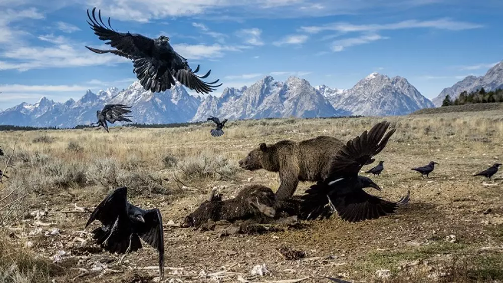 Diidinan ngagunakeun: Gambar ieu tiasa diunduh atanapi disayogikeun tanpa biaya kanggo panggunaan sakali-kali pikeun liputan atanapi promosi majalah National Geographic tanggal Mei 2016 sareng sacara éksklusif digabungkeun sareng éta. Henteu diijinkeun nyalin, distribusi atanapi arsip. Sublisensi, dijual atanapi dijual deui dilarang. KREDIT JEUNG CAPTION DIPERLUKAN: Sadaya gambar anu dianggo kedah nanggung bewara hak cipta sareng leres-leres dikreditkeun ka fotografer anu relevan, sapertos anu dipidangkeun dina metadata ieu, sareng kedah dibarengan ku caption, anu ngarujuk kana NGM. Sagala kagunaan dimana gambar muncul tanpa aya bewara hak cipta anu leres, kiridit fotografer sareng kapsyen ngarujuk NGM tunduk kana lisénsi anu mayar. Sarat pamakean wajib: Sarat pamakean wajib: (Punten dicatet: Anjeun tiasa milih gambar branded XX kanggo panggunaan online sareng gambar XX kanggo citak / henteu bermerek) (teu kunanaon ninggalkeun XX biasana bakal 5 online sareng 3 kanggo citak, tapi ieu masalah teu keur diatur sakumaha ilaharna urang ngalakukeunana saprak sakabeh masalah ieu devoted kana hiji topik) (Anna bakal kaasup basa ieu dina awak téks dina surelek manehna ngirim tur bakal populate nu XX urang lajeng) 1. Kaasup kiridit poto wajib jeung unggal gambar ©Nama Photographer/National Geographic2. Témbongkeun panutup May of National Geographic wae dina pos (kiridit: National Geographic) iwal maké ngan hiji gambar3. Nyayogikeun tautan anu penting pikeun: (Anna bakal masihan anjeun tautan) di luhur potongan anjeun, payuneun poto4. Sebutkeun yén gambar-gambar éta ti