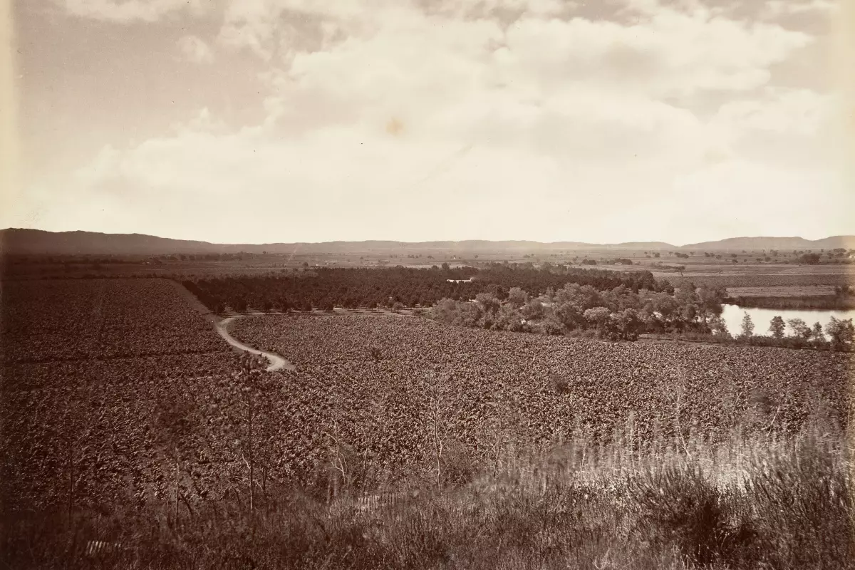 Beerta Vineyard iyo Orange Grove ee Los Angeles, c. 1876kii