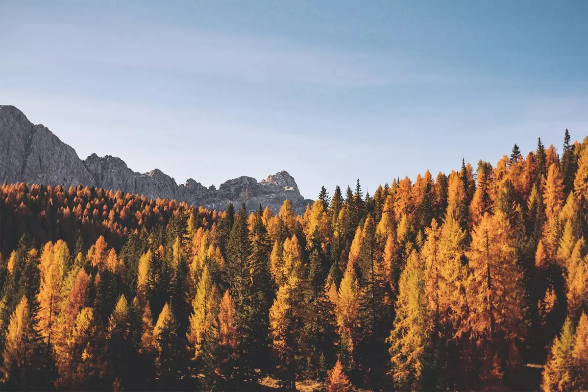 Novērtējiet rudens zaļumus, kamēr varat. Klimata pārmaiņas to sabojā.