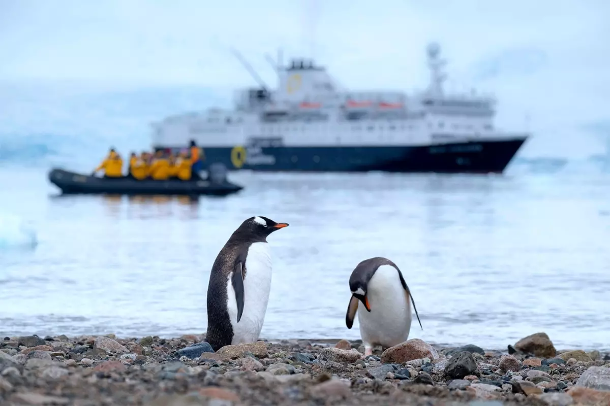Penguins ee Antarctica